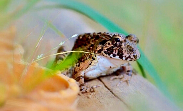 【生き物の雑学】カエルは嘔吐する際に胃袋ごと吐き出す | GakuSha