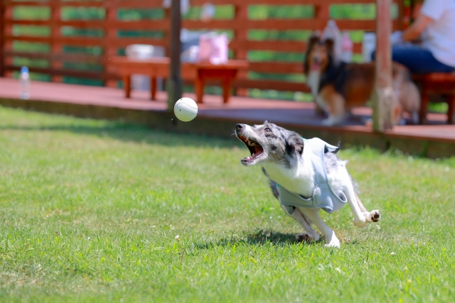 【生き物の雑学】最も賢いとされる犬は何犬？ | GakuSha